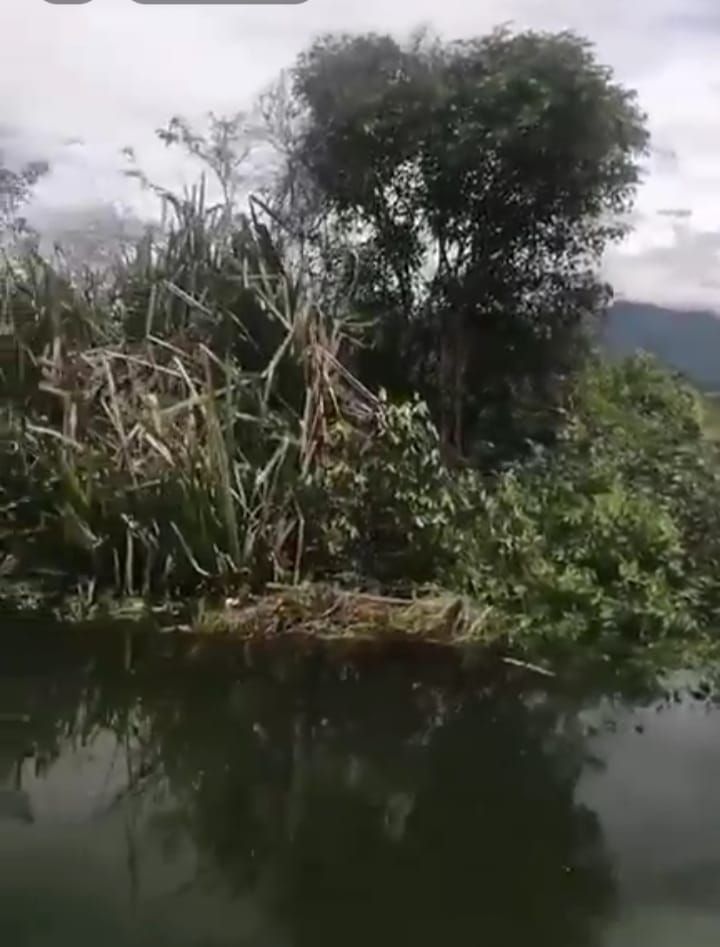 Tanah Ukuran Raksasa Hanyut di Danau Kerinci Bikin Warga Cemas Bisa ...